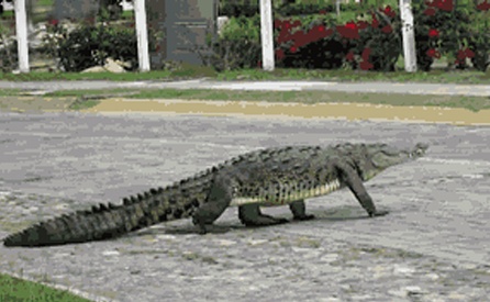 What to Do When You See Alligator Cracking in Asphalt
